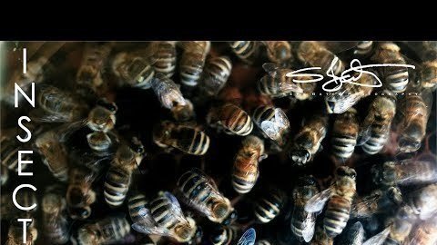 Petition · Switzerland, investigate the insects’ death! - Schweiz ...