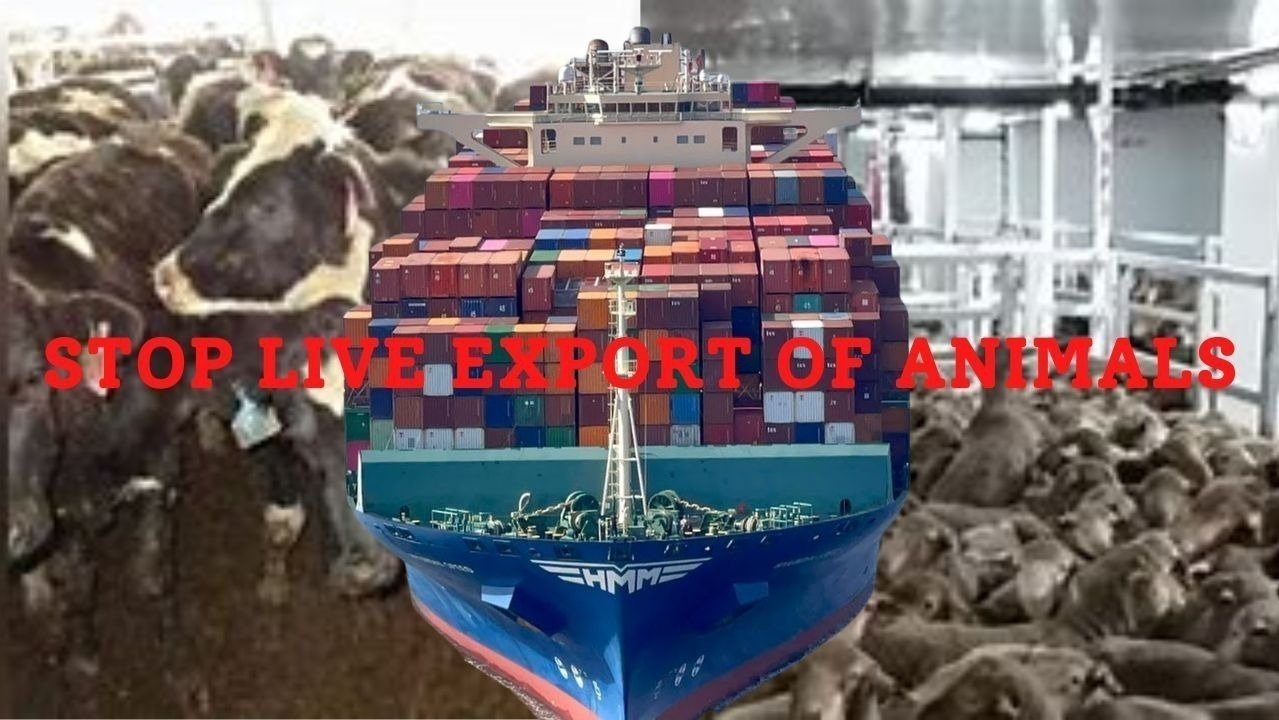 Petition · STOP THE LIVE EXPORT OF ANIMALS - Australia · Change.org