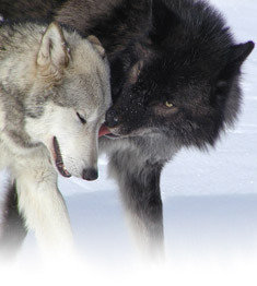 Petition · BC Government: Stop the BC Wolf Management Plan - Canada ...