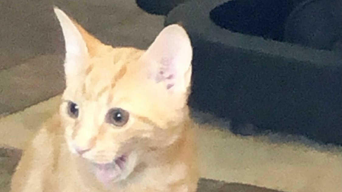 Petition · Mango As RIT's New Mascot - United States · Change.org