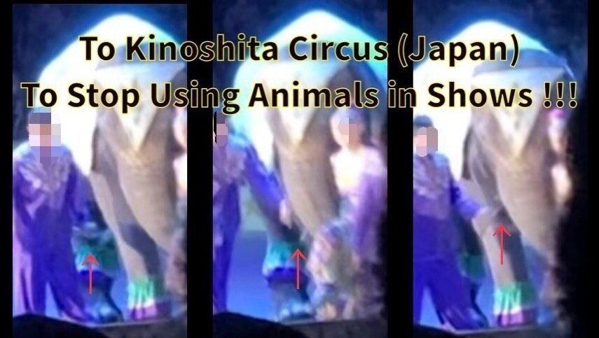 オンライン署名 · To Kinoshita Circus (Japan) To Stop Using Animals in Shows ...