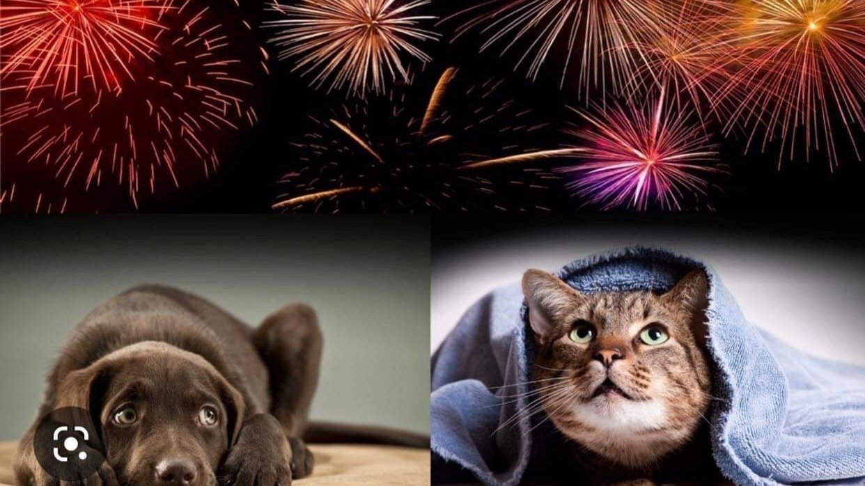 Petition · Make fireworks mute for animals. - United Kingdom · Change.org