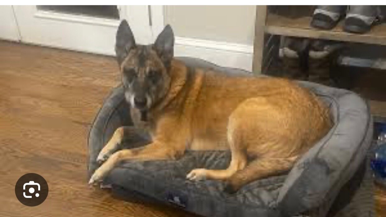 Petition · Justice for Zelda: Beloved Family Dog Who Was Unlawfully ...