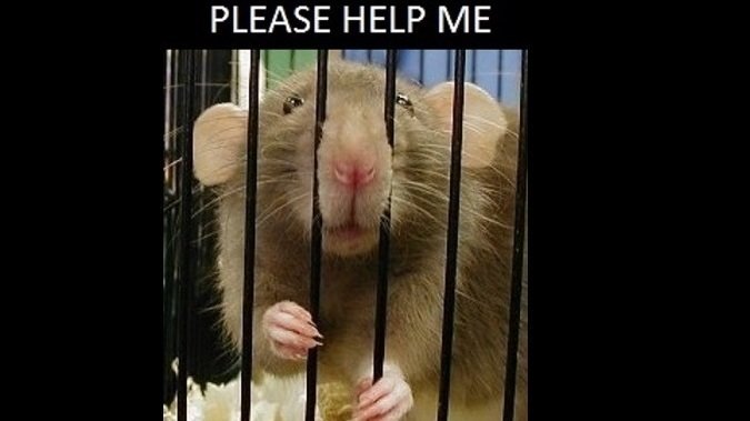 Petition · Stand up for rats. Ask pet stores to stop live feeding ...