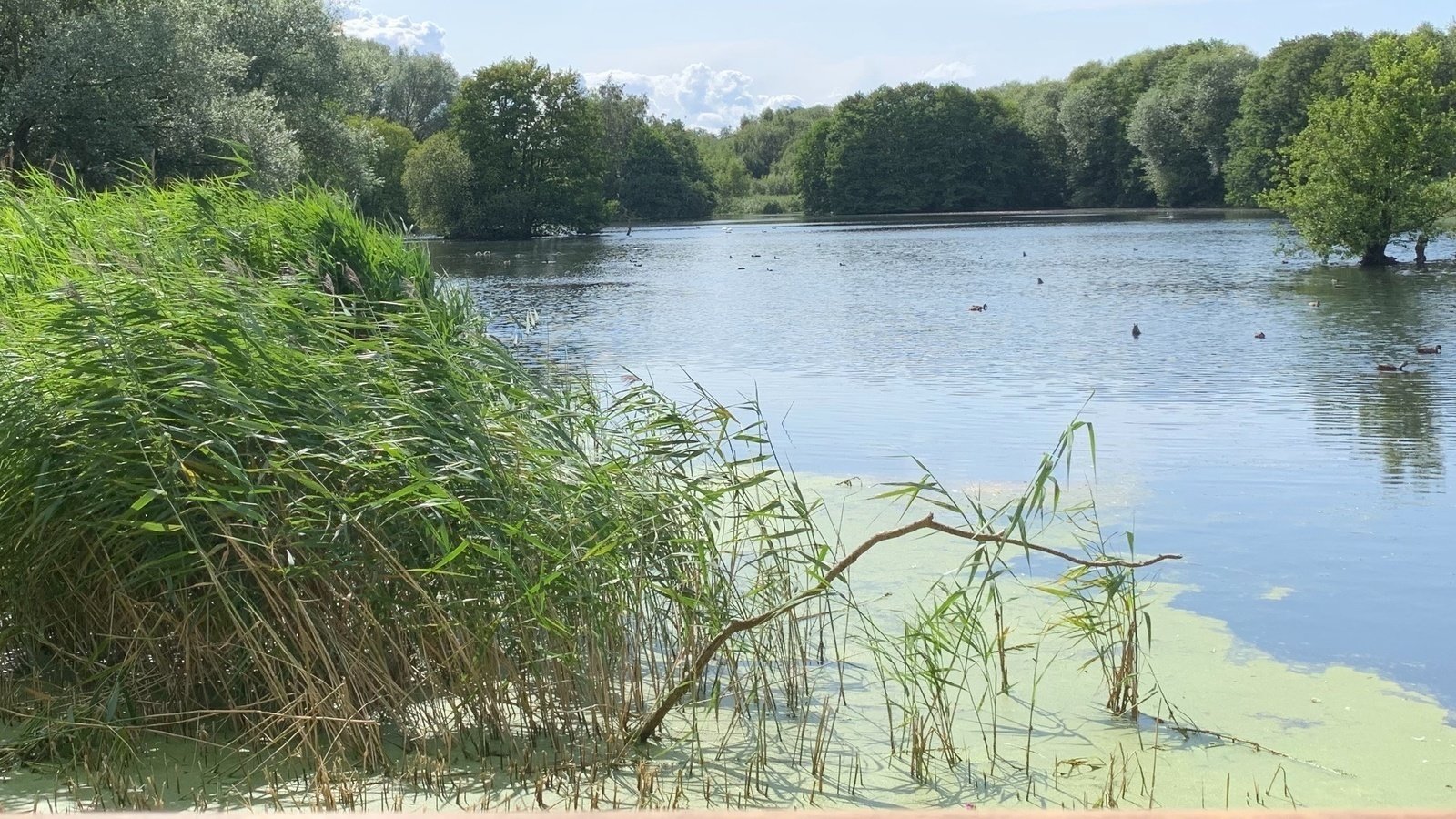 Petition · Moore Nature Reserve Warrington - United Kingdom · Change.org