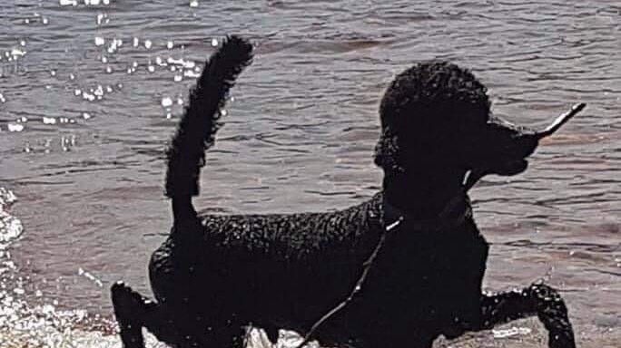 Petition · Save and preserve the Poodle breed - Sweden · Change.org