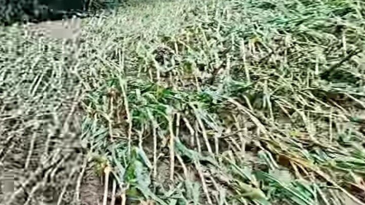 Petition · Put an end to the Complicated Climate of Anonat - Paracelis ...