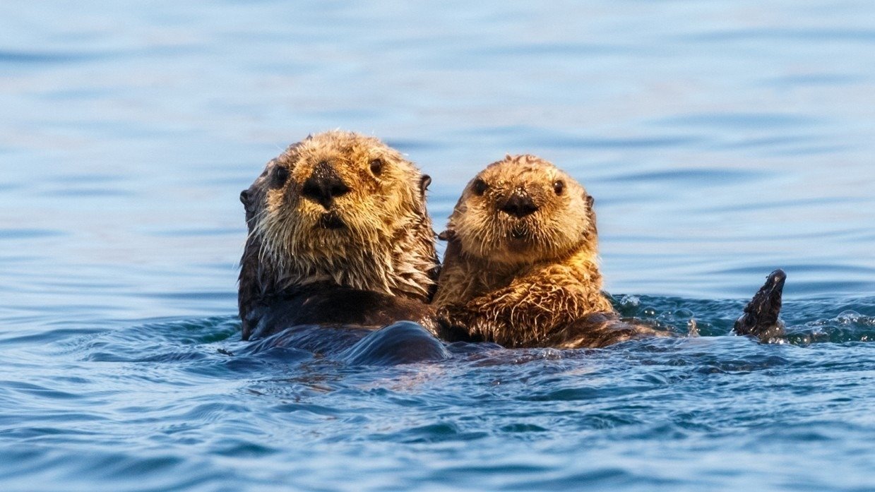 Petition · Save the otters - United States · Change.org