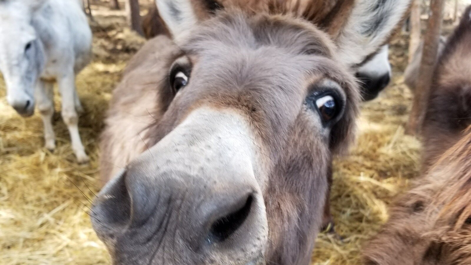 Petition · Ban the Export of Donkeys to End the Donkey Hide and Meat ...