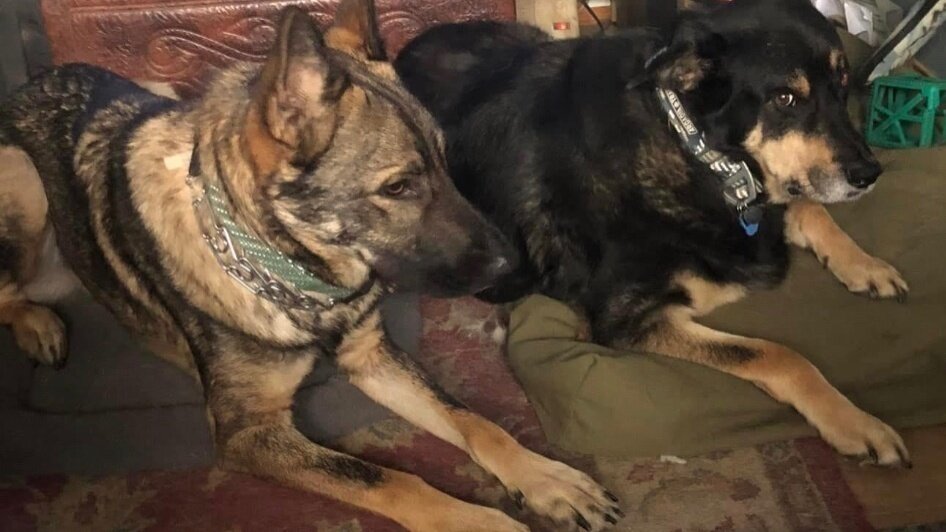 Petition · Demanding a Better Life for Joseph, the German Shepard ...