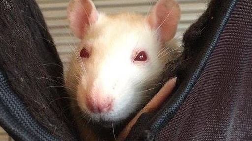 Petition · School Mistreats Rats - Newark, United States · Change.org