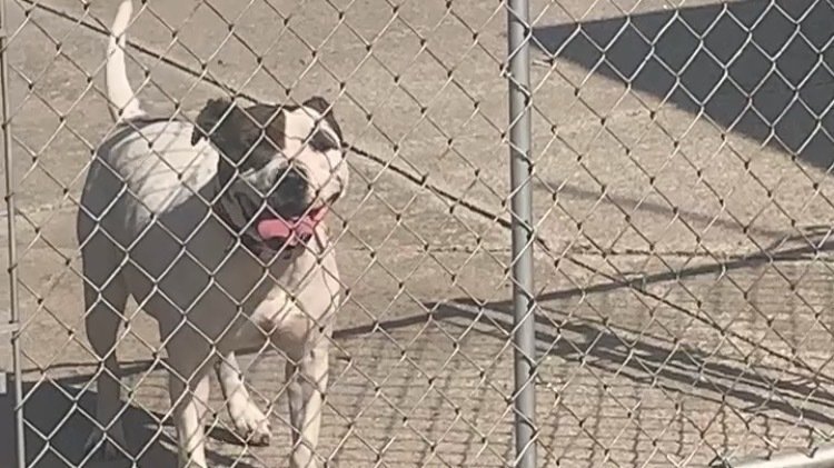 Petition · Save Mya - United States · Change.org