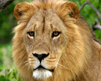Petition · Help Save Africa's Great Cats & Rare Canids - United States ...