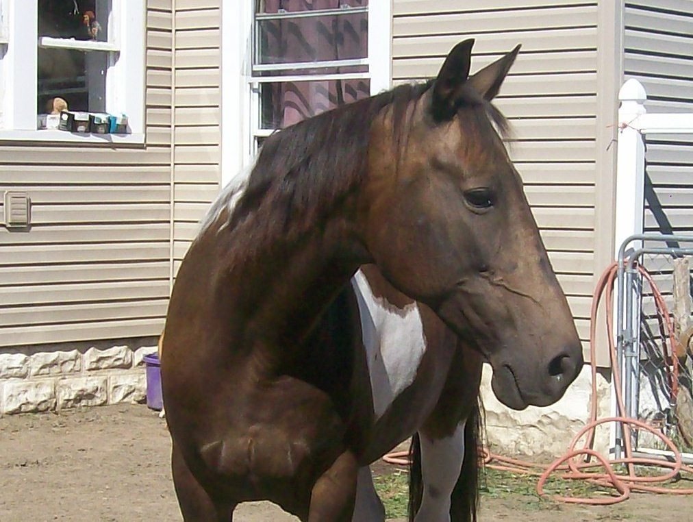 Petition · SAVE WILLOW - United States · Change.org