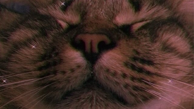 Petition · Palpi 2020 - United States · Change.org