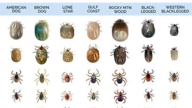 Petition · True patient representation on Tick Borne Disease Working ...