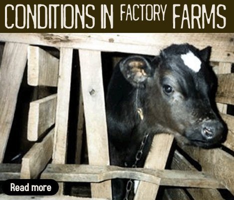 Petition · Stop Factory Farming to Prevent Future Flu Outbreaks ...