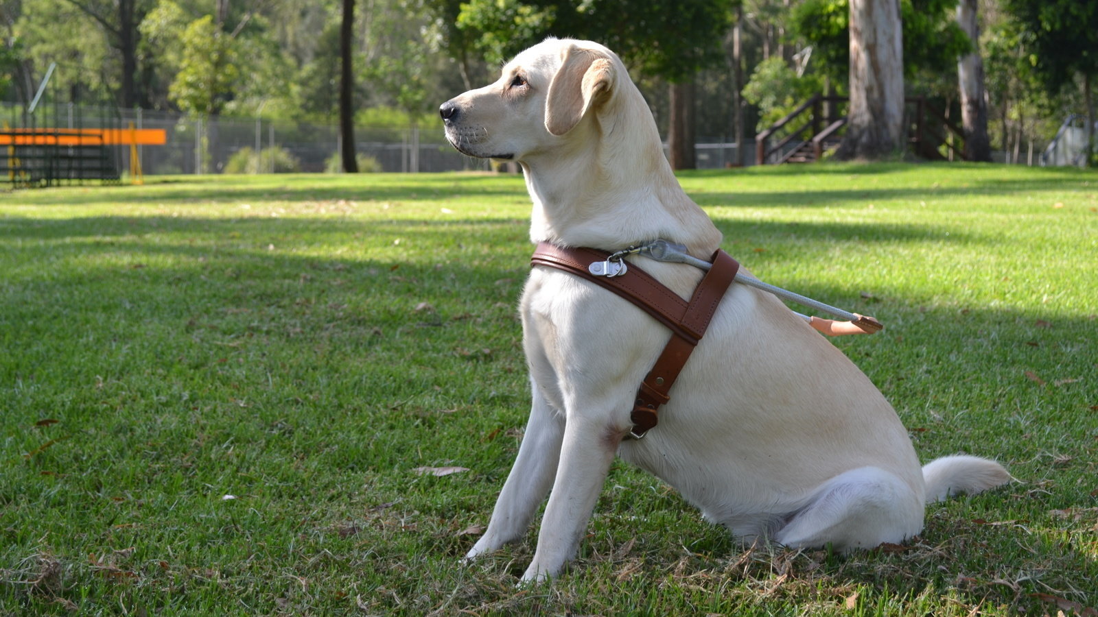 Petition · Respect My Uniform: I pledge not to distract Guide Dogs in ...