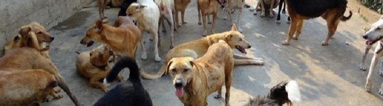 Petition · "A Call to Action: Protecting Stray Dogs and Building a ...