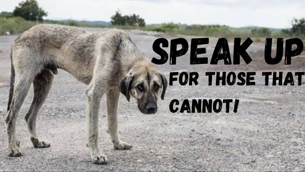 Petition · Urgent Call to Action: Protecting Stray Dogs in the ...
