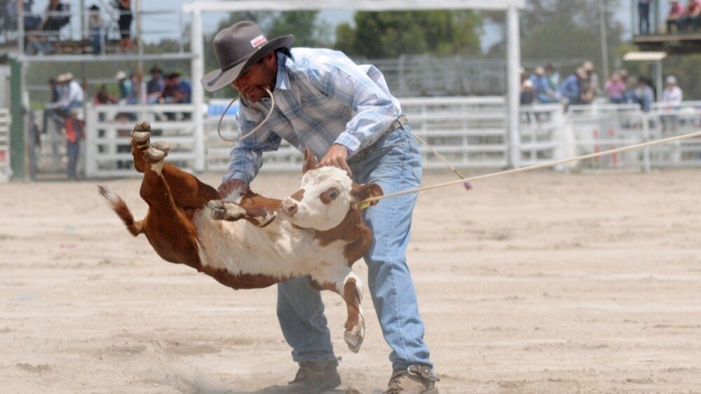 Petition · Ban Rodeos in New Zealand - New Zealand · Change.org