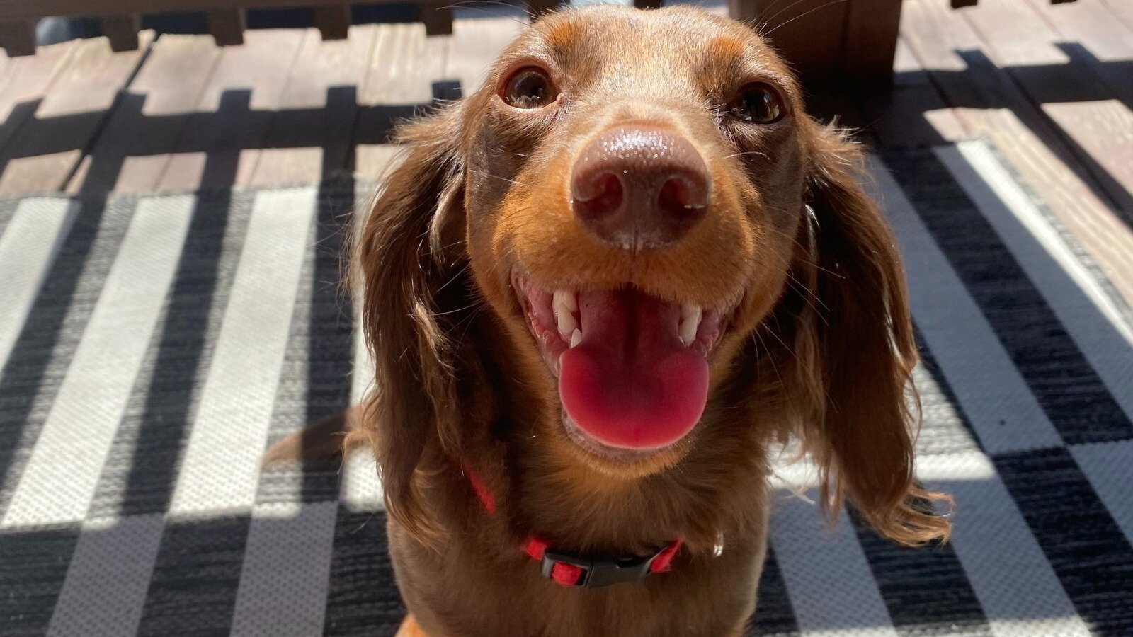 Petition · Abuse Survivor - Help Me Get My Dog Back - United States ...