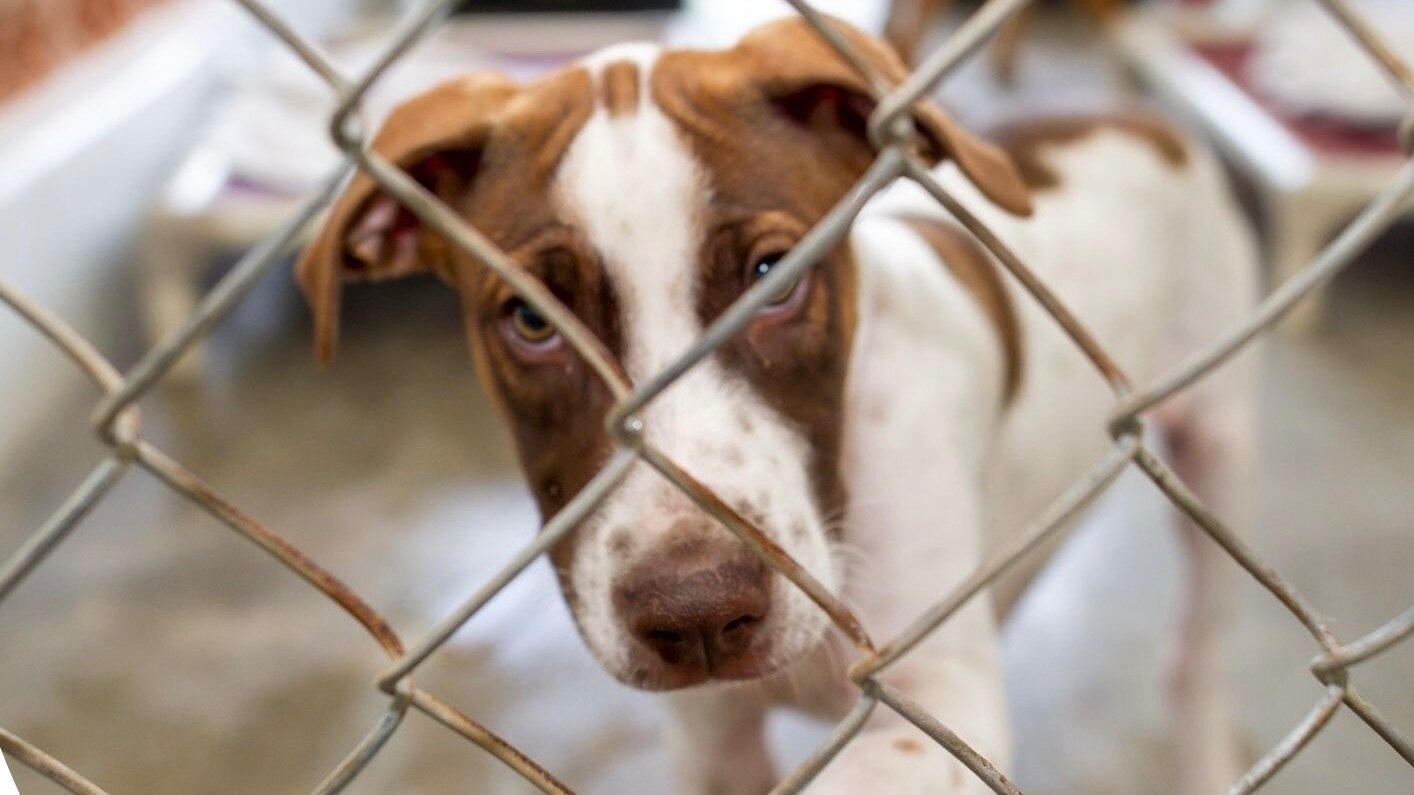 Petition · Establish an Animal Shelter and Animal Control Program in ...