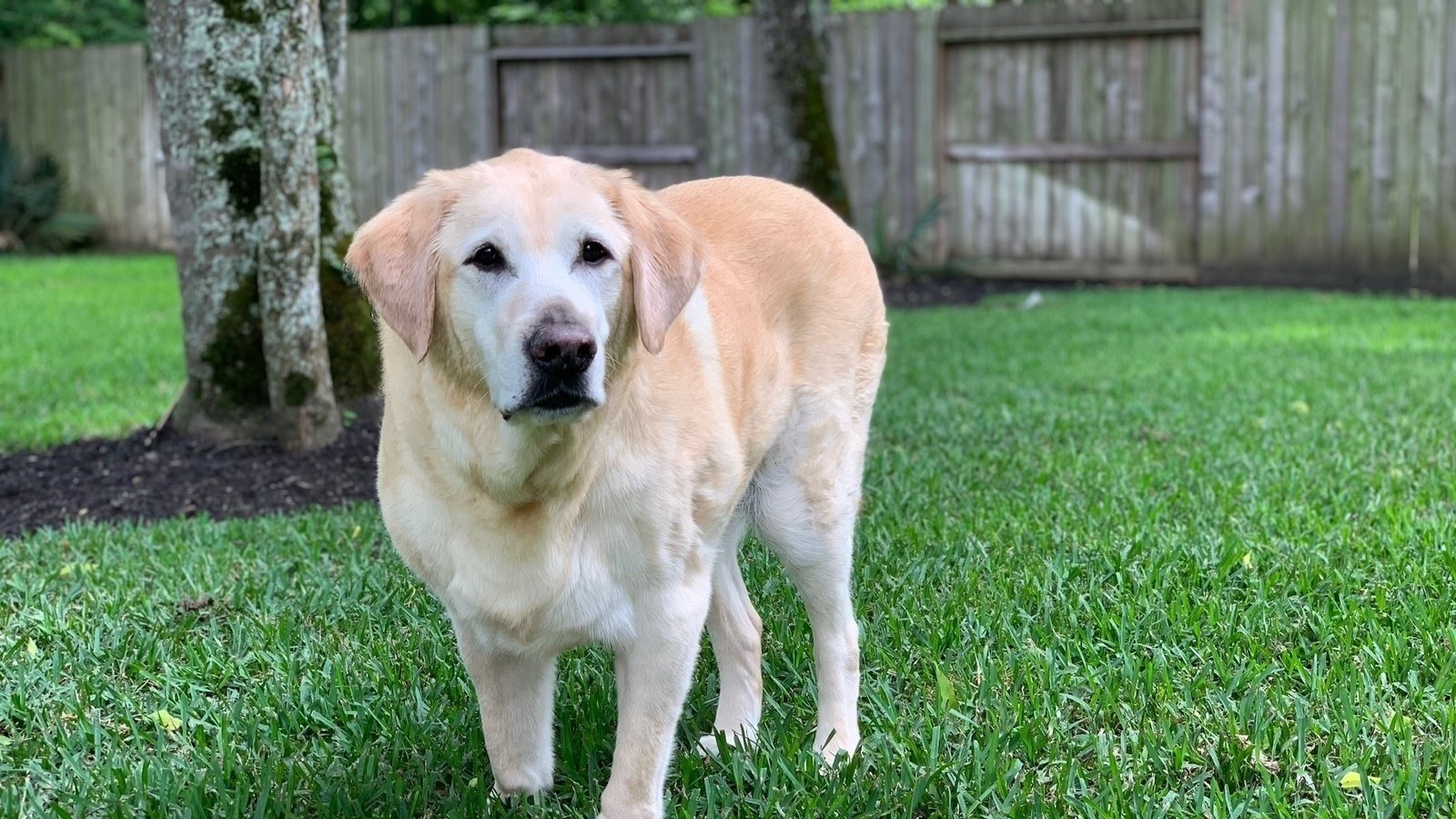 Petition · Make sure animals are treated right and not abused - United ...