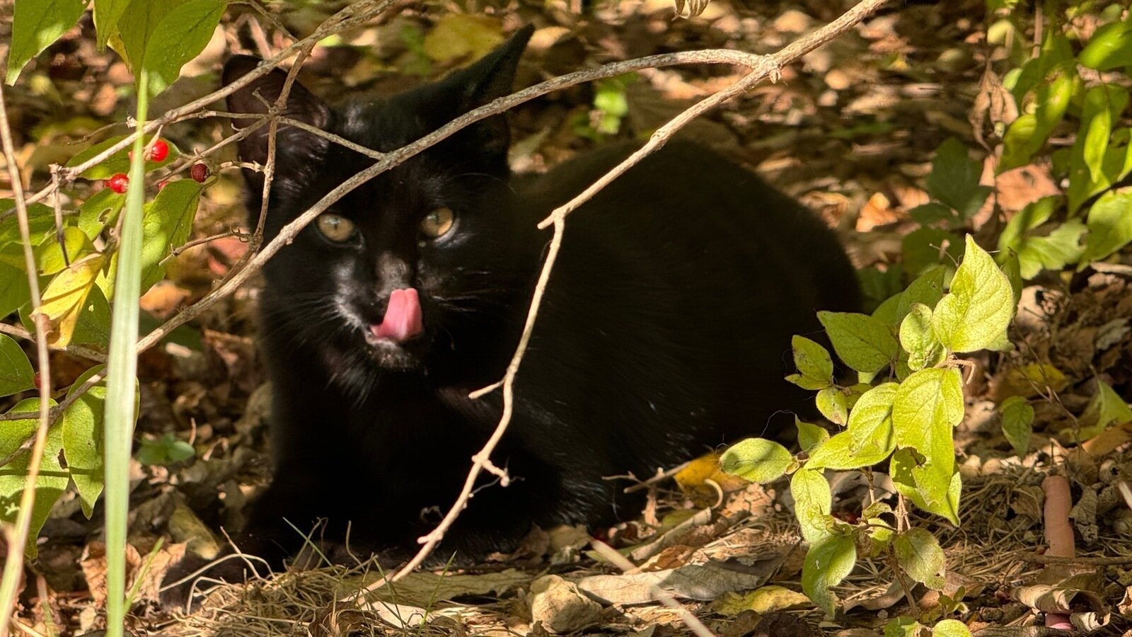 Petition · Secure funding for Butler County TNR program - United States ...