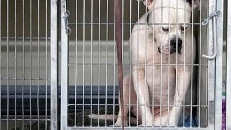 Petition · Establish Government-Funded Animal Welfare Programs and Ban ...