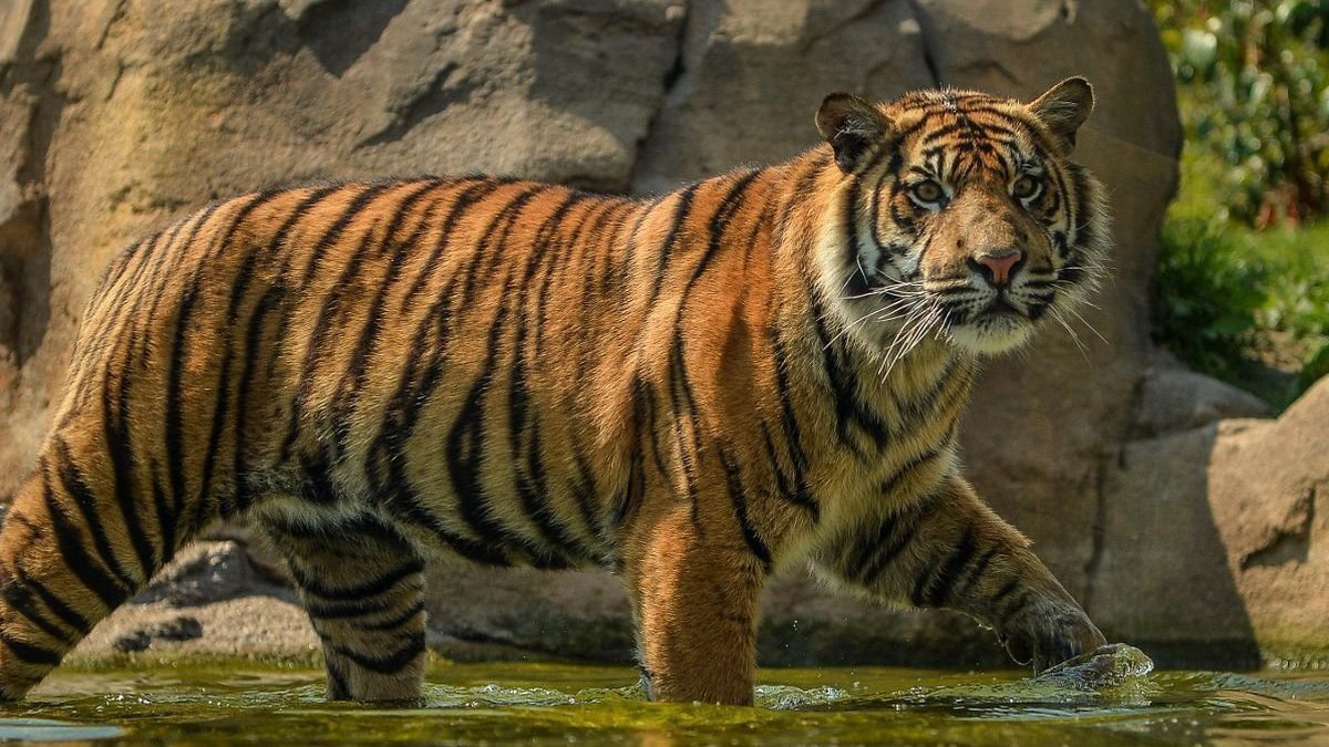 Petition · Reopen Our Zoos to Save the Animals during the Coronavirus ...