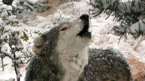 Petition · Only 50 wolves left in Alaska, stop hunting them! - United ...