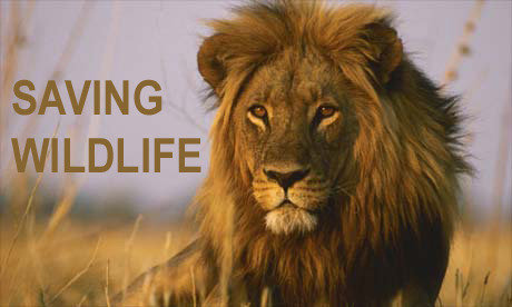 Petition · Saving Wildlife · Change.org