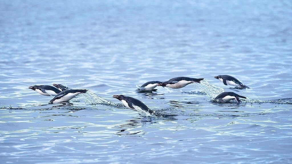 Petition · Protect Biodiversity: Save Hoiho penguins - New Zealand ...