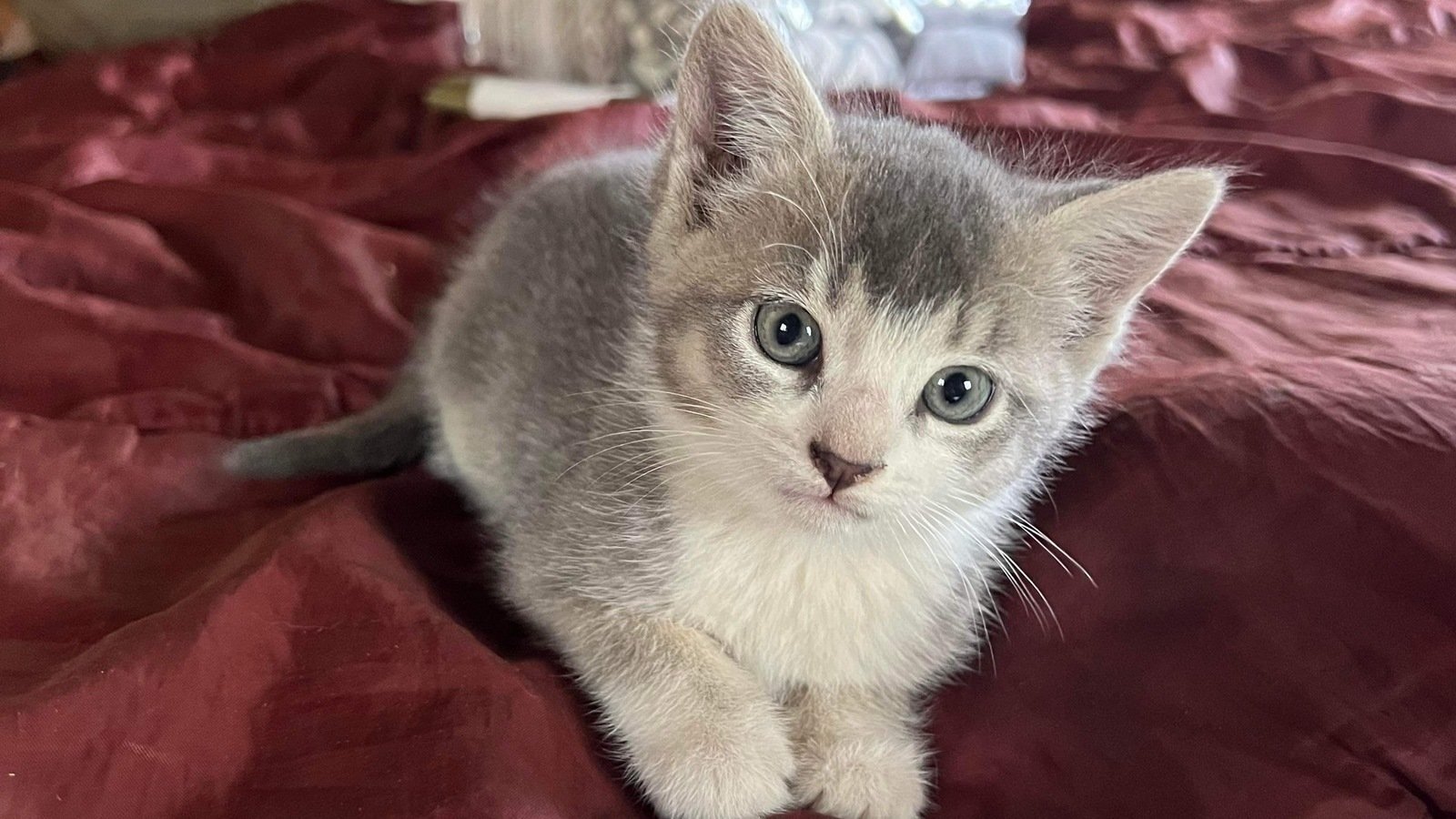 Petition · Ari gets a kitten - United States · Change.org