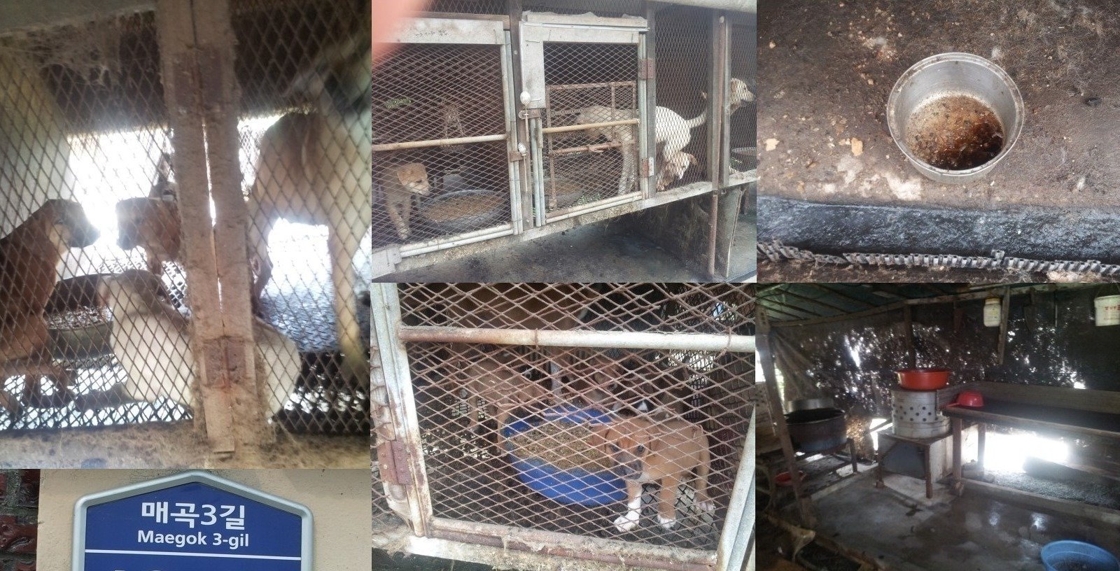 Petition · Close down the "Hell Hole" illegal dog farm/slaughterhouse in Yangsan, Maegok-dong ...