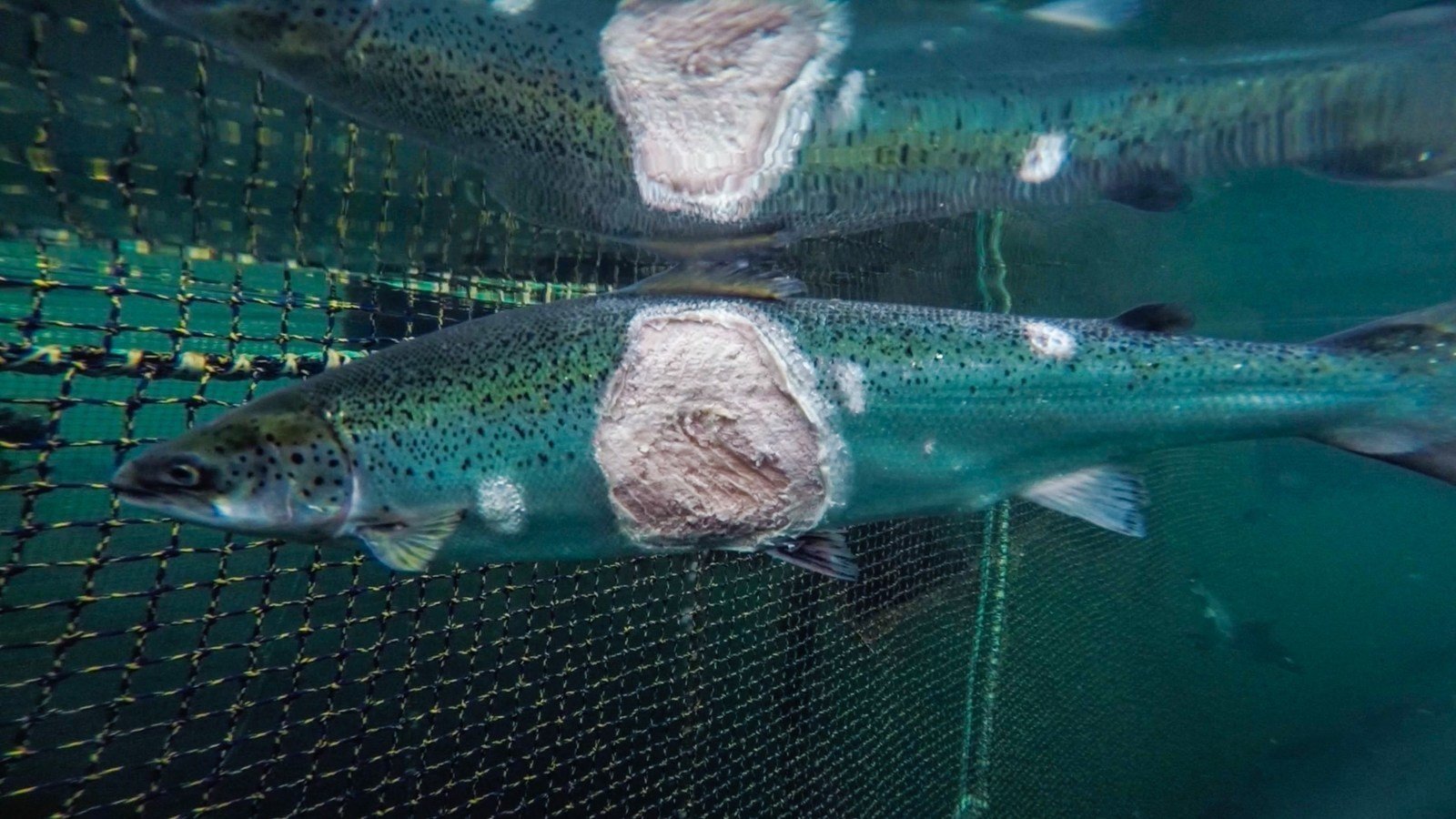Petition · I Challenge BC Salmon Farmers to Debate Their Disease ...