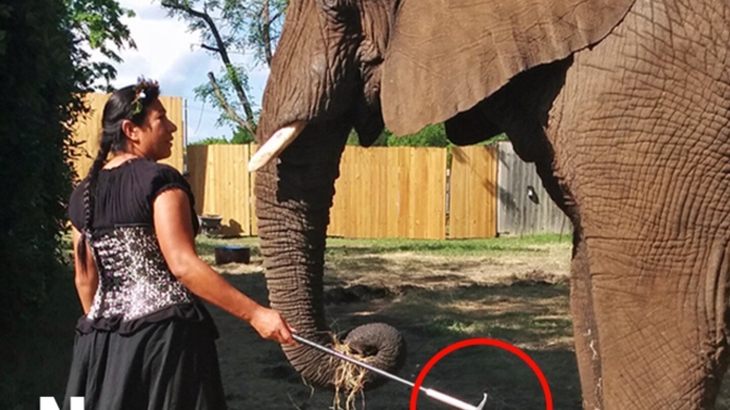 Petition · Ban the Use of Animals for Entertainment in Renaissance ...
