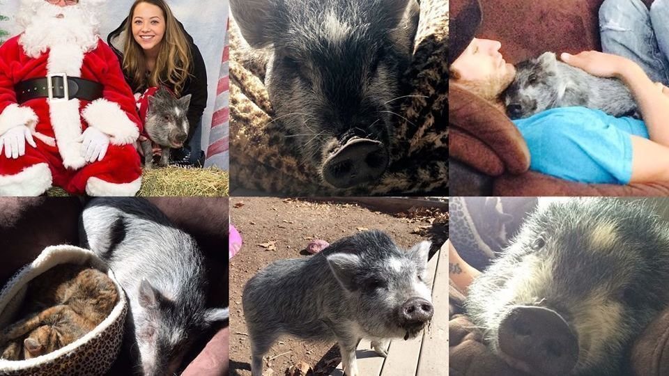Petition · Help us keep Layla home! Mini-pigs are family! - Canada ...