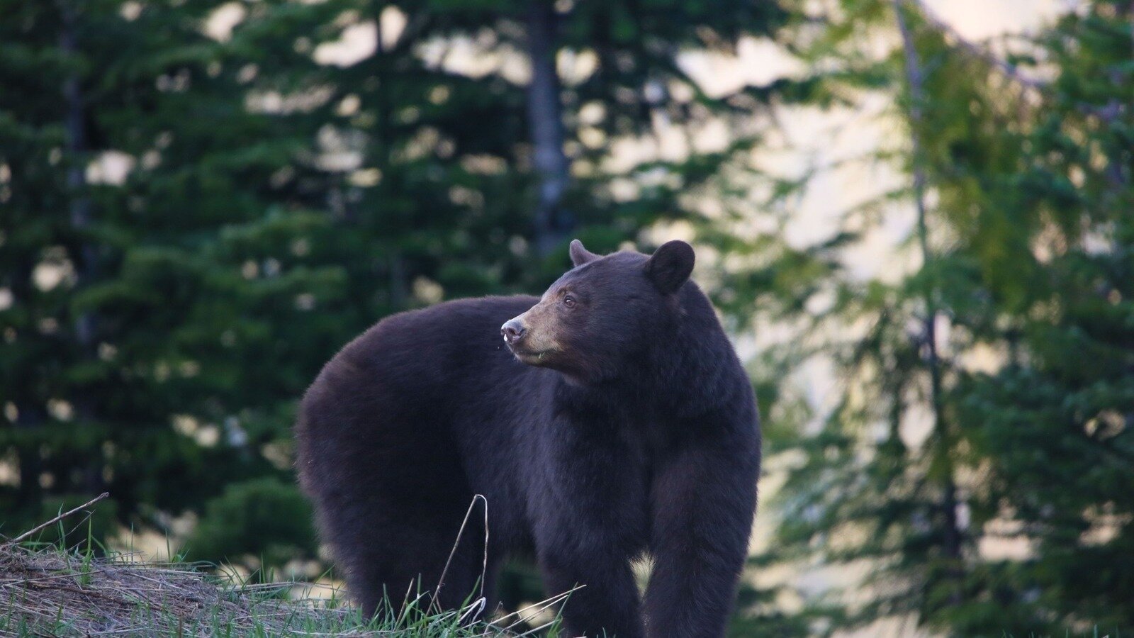 Petition · Implement Bear-Proof Public Trash Cans in the Lake Cowichan ...