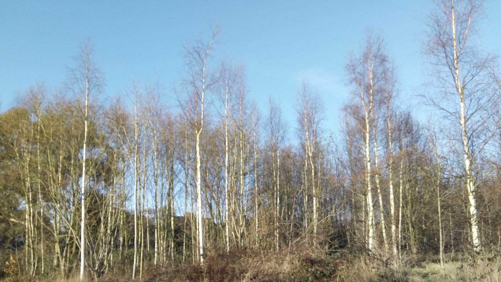 Petition · Stop the Destruction of 400 mature trees on the Parkhill ...