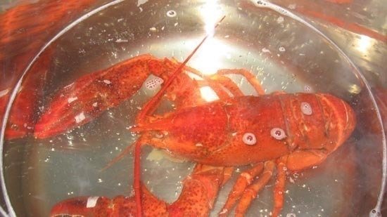 Petition · Law/Bill to prohibit boiling lobsters while alive - Canada ...