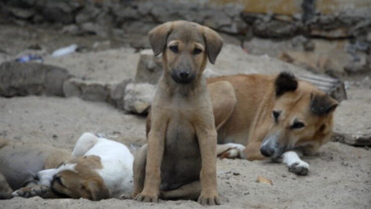 Petition · Save Our Strays: A Call to Protect Our Street Pets ...