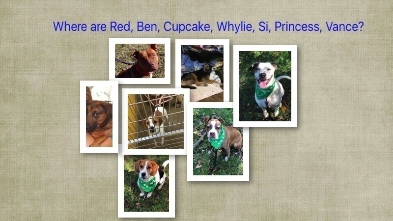 Petition · We demand information on the location of the 7 dogs missing ...
