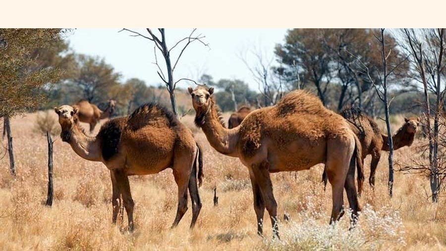 Petition · STOP KILLING CAMELS IN AUSTRALIA. - United States · Change.org