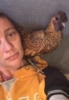 Petition · Amend restrictions on roosters and chickens in Lithgow LGA ...