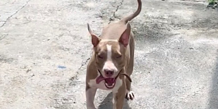 Petition · Lift the Banned Breed Legislation!! - Sint Maarten · Change.org