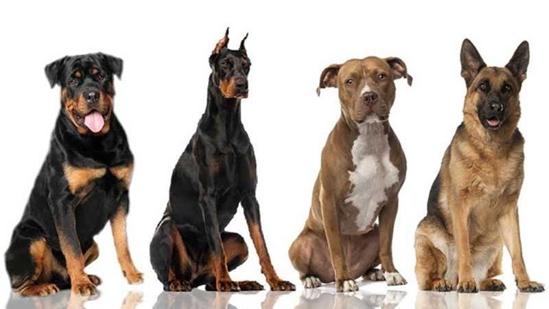 Petition · Banning of dangerous exotic dog breeds (pit bulls, boerboel ...