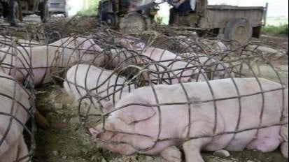 Petition · STOP VIOLENCE & CRUELTY AGAINST FARM ANIMALS - United States ...
