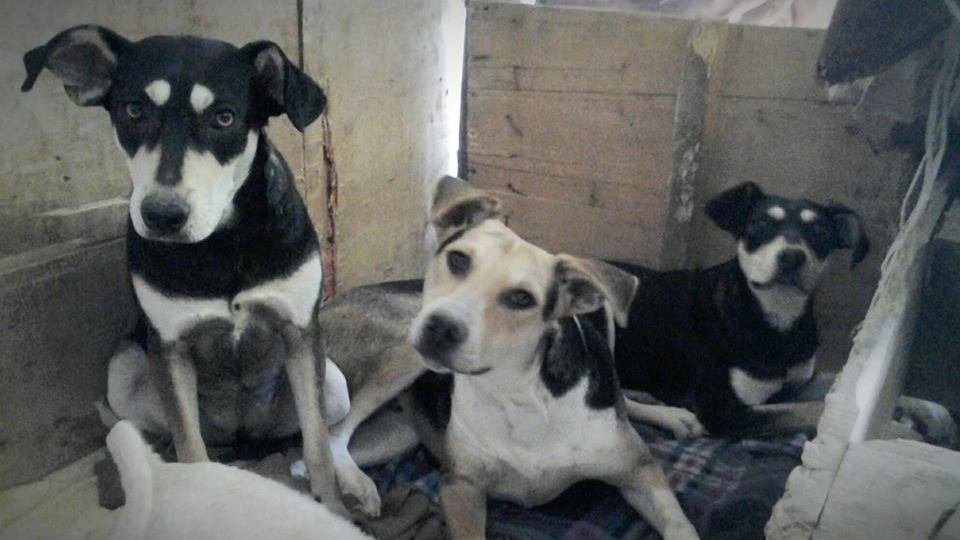 Petición · #Rescata#Adopta APRA Cortazar, fomentemos el respeto animal ...